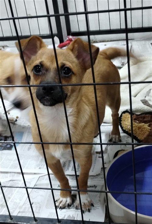 Adoptable Dogs & Puppies in Milwaukee, WI | Chewy.com