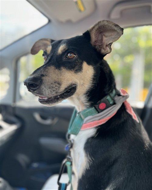 Adoptable Dogs & Puppies in Spokane, WA | Chewy.com