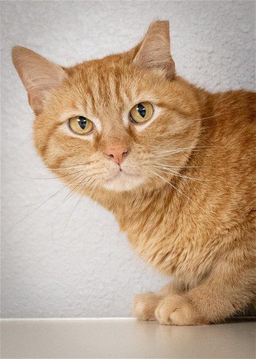 Adoptable Cats & Kittens in Edmond, OK | Chewy.com