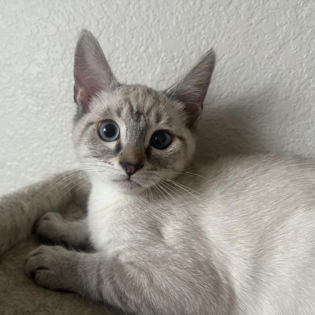 Adoptable Cats & Kittens in Phoenix, AZ | Chewy.com