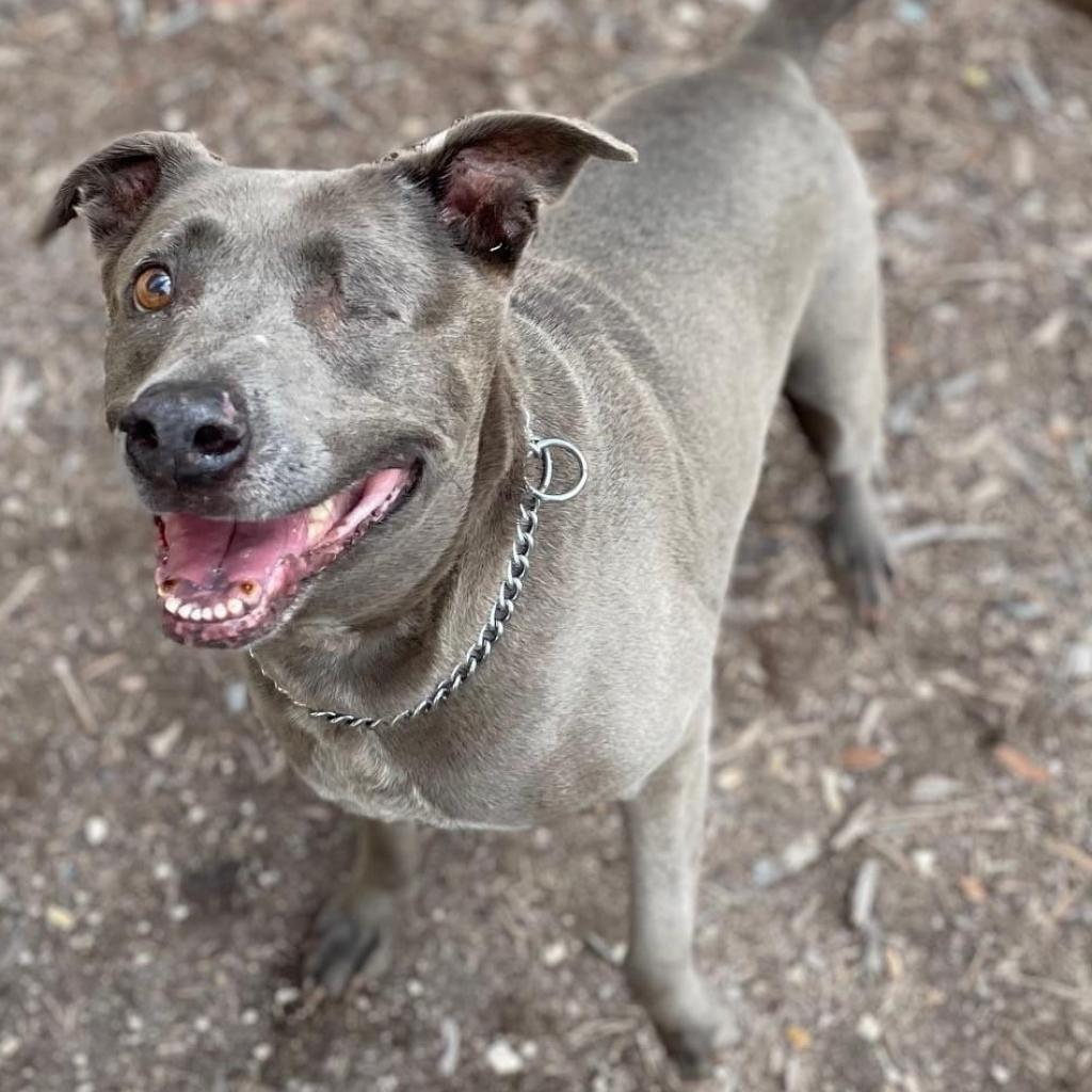Adoptable Blue Lacy Dogs | Chewy.com