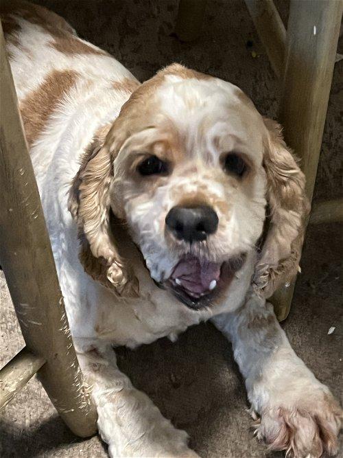 Adoptable Cocker Spaniel Dogs | Chewy.com