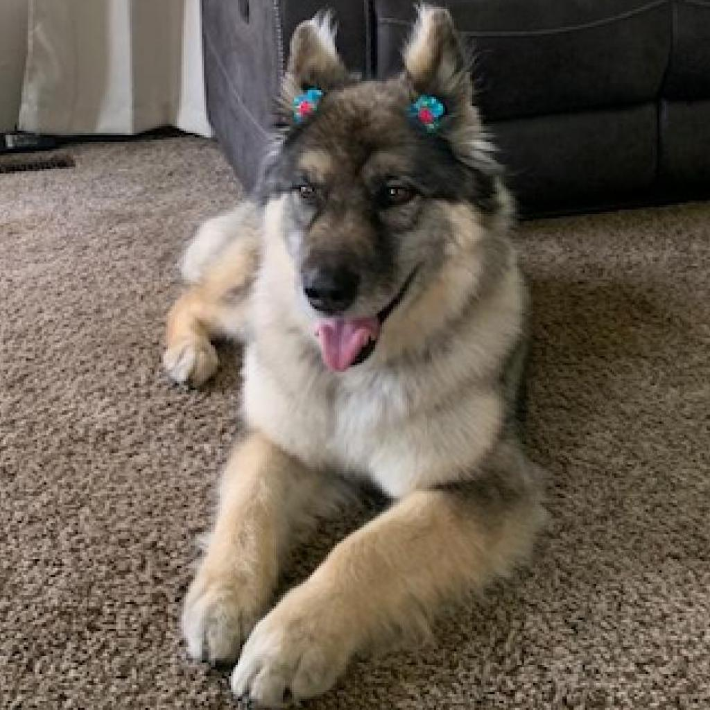 Adoptable Dogs & Puppies in Eugene, OR | Chewy.com