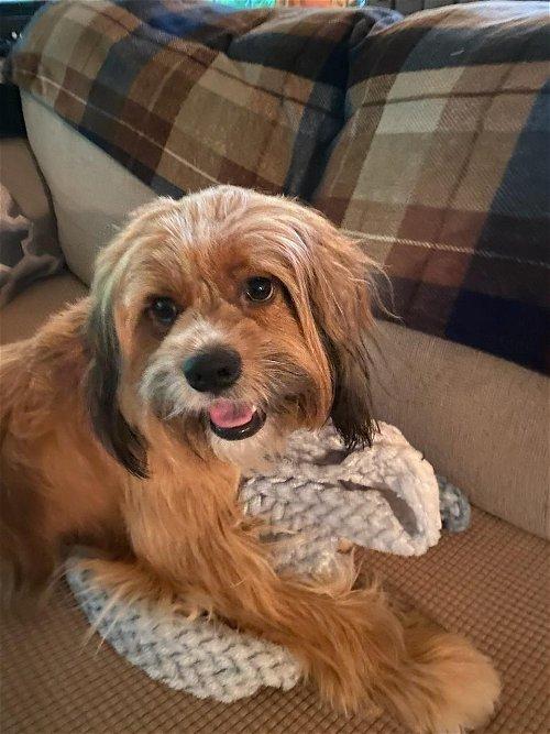 Adoptable Dogs & Puppies in Boston, MA | Chewy.com