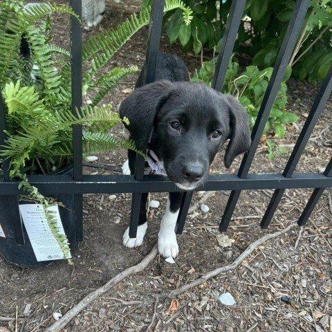 Adoptable Dogs & Puppies in Rockford, IL | Chewy.com