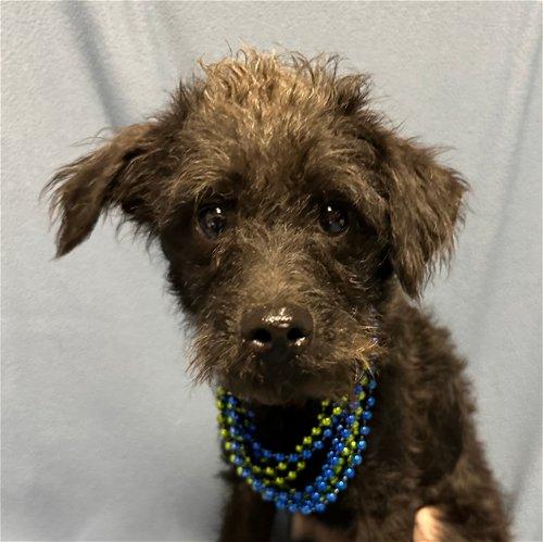 Adoptable Poodle Dogs | Chewy.com