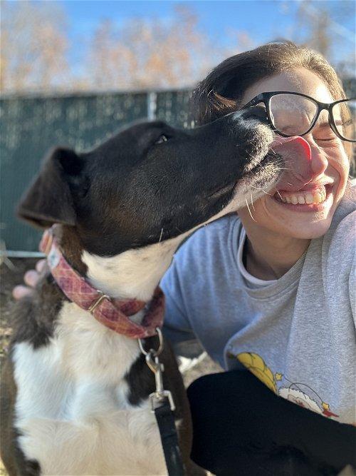 Adoptable Border Collie Dogs | Chewy.com