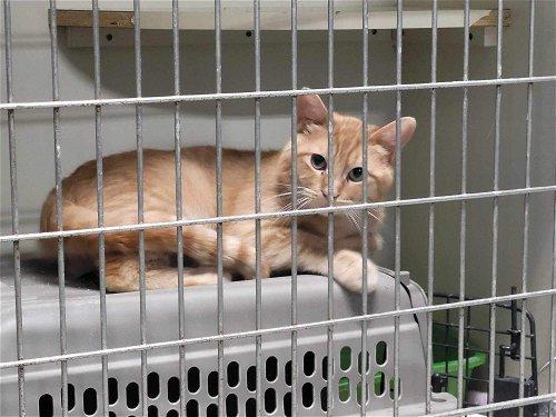 Adoptable Cats & Kittens in Fargo, ND | Chewy.com