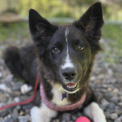 Adoptable Border Collie Dogs | Chewy.com