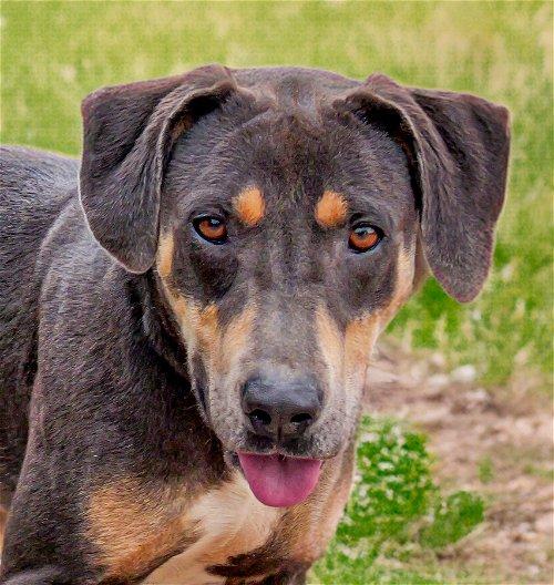 Adoptable Blue Lacy Dogs | Chewy.com