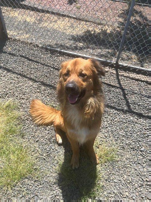 Adoptable Dogs & Puppies in Eugene, OR | Chewy.com