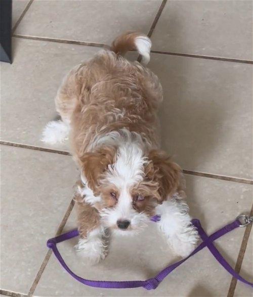 Adoptable Dogs & Puppies in Milwaukee, WI | Chewy.com