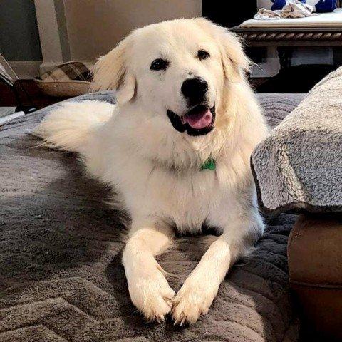 Adoptable Dogs & Puppies in Rockford, IL | Chewy.com
