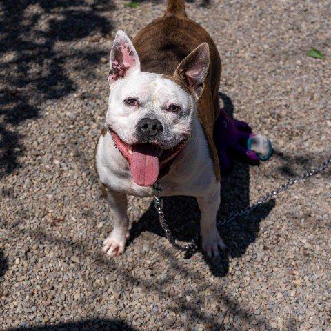 Adoptable Dogs & Puppies in Rochester, NY | Chewy.com