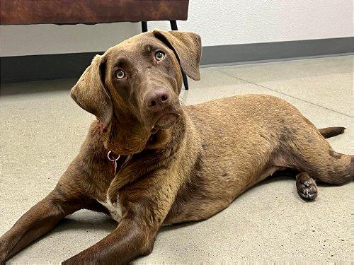 Adoptable Dogs & Puppies in Fresno, CA | Chewy.com