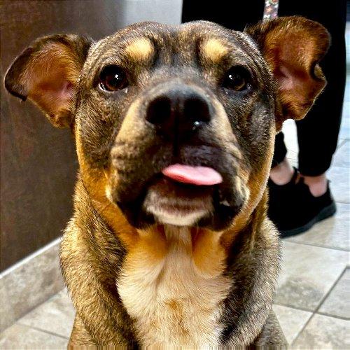 Adoptable Dogs & Puppies in Milwaukee, WI | Chewy.com