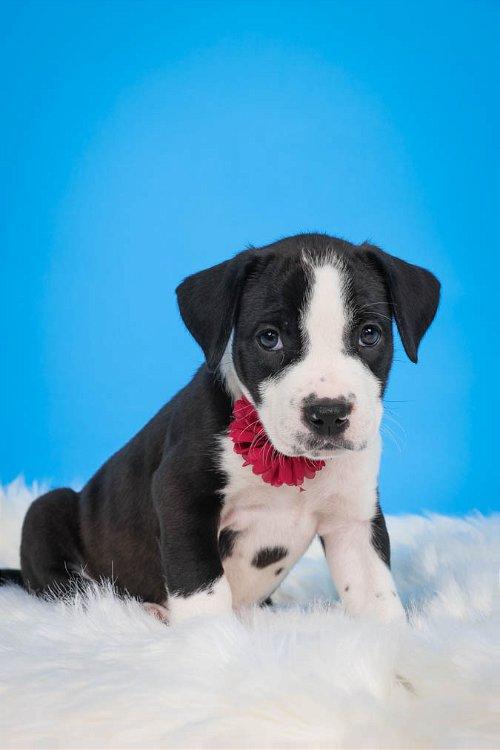 Adoptable Dogs & Puppies in Minneapolis, MN | Chewy.com