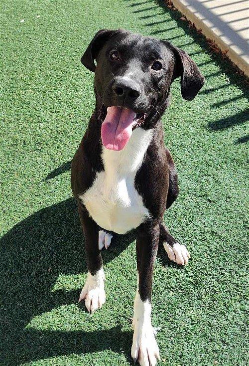 Rockwall Adoption Center | Rockwall, TX | Chewy