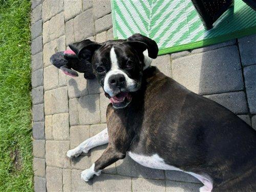 Adoptable Dogs & Puppies in Eagan, MN | Chewy.com