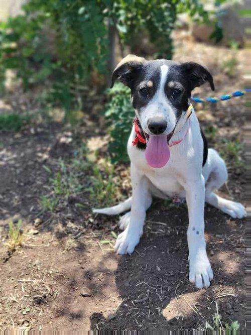 Adoptable Border Collie Dogs | Chewy.com