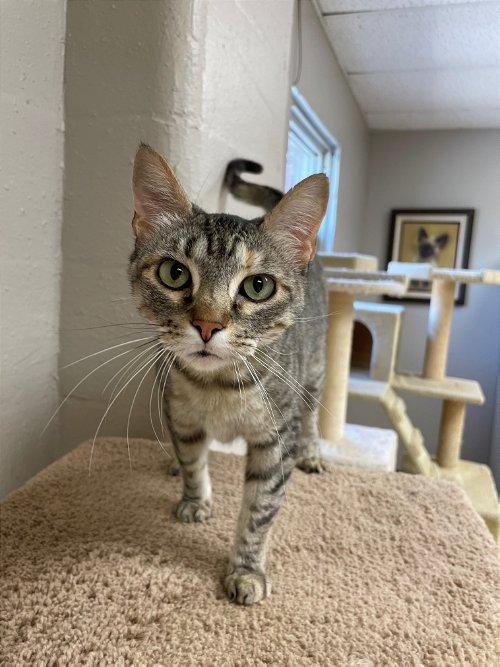 Adoptable Cats & Kittens in Edmond, OK | Chewy.com