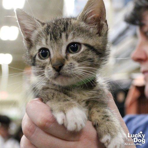Adoptable Cats & Kittens in Arlington, VA | Chewy.com