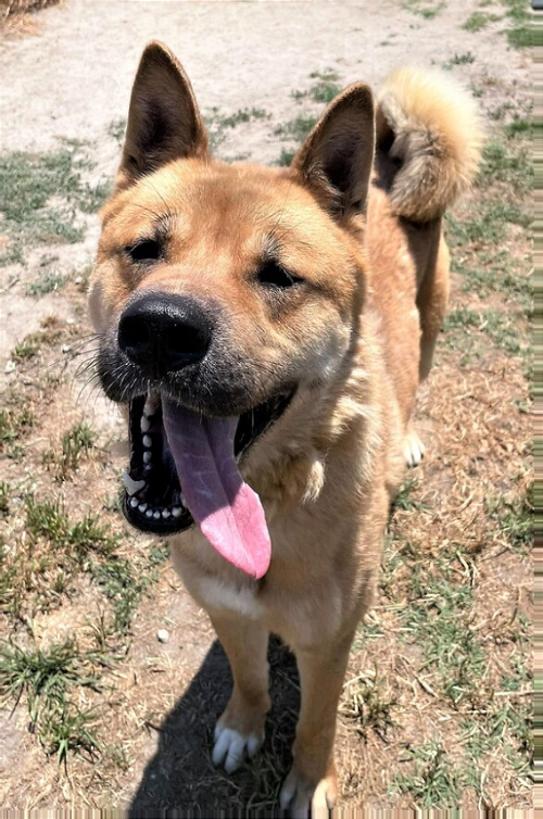 Adoptable Dogs & Puppies in San Bernardino, CA | Chewy.com