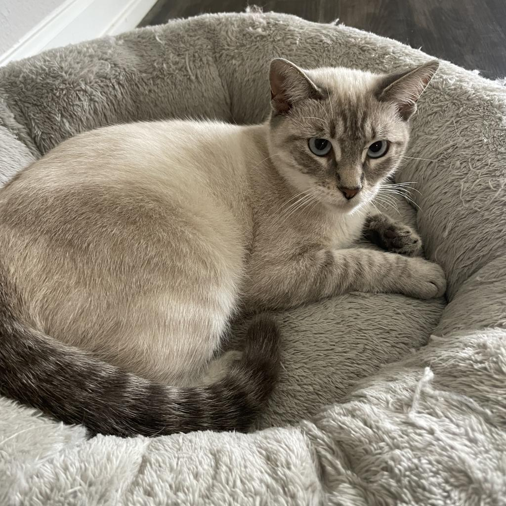 Adoptable Colorpoint Shorthair Cats | Chewy.com