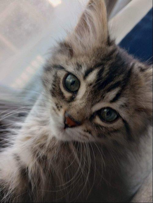 Adoptable Cats & Kittens in Council Bluffs, IA | Chewy.com