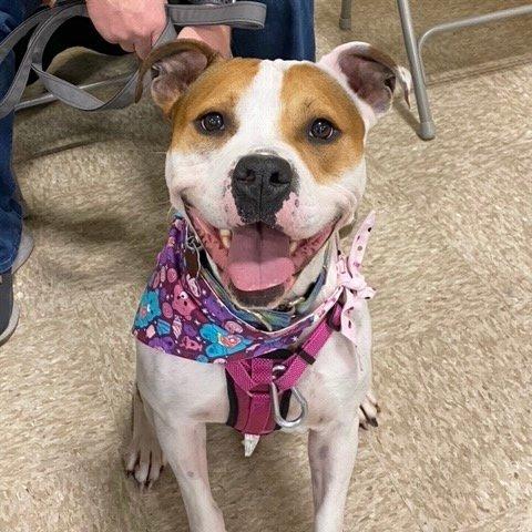 Adoptable Dogs & Puppies in Fargo, ND | Chewy.com