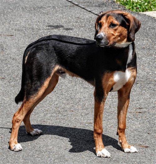 Adoptable Dogs & Puppies in Flint, MI | Chewy.com