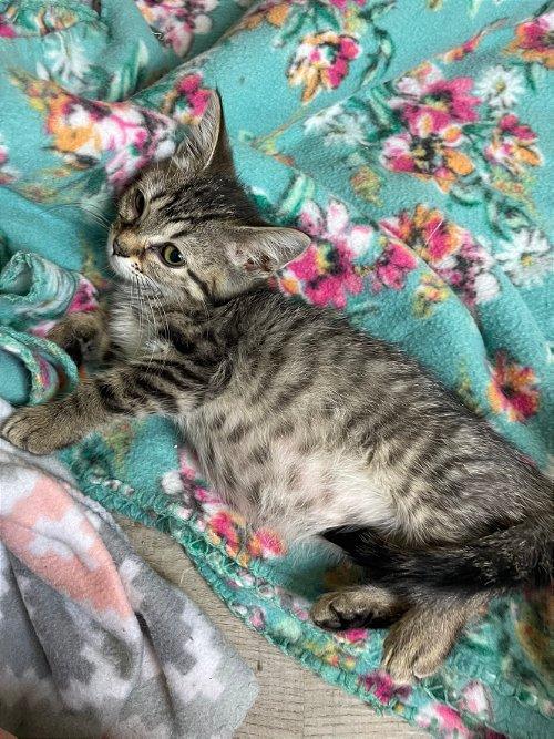 Adoptable Munchkin Cats | Chewy.com