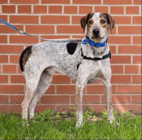 Bluetick Coonhound Husky Mix