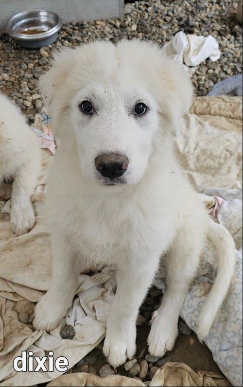 Adoptable Dogs & Puppies in Manchester, NH | Chewy.com