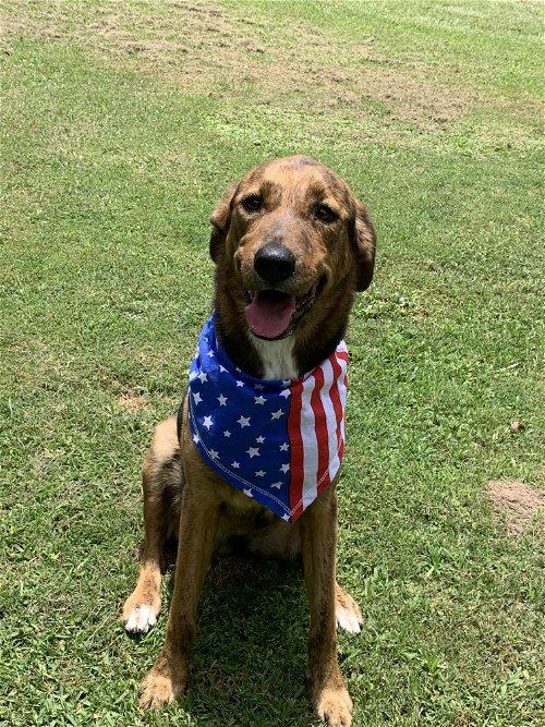 Adoptable Dogs & Puppies in Houston, TX | Chewy.com