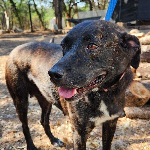 Adoptable Border Collie Dogs | Chewy.com