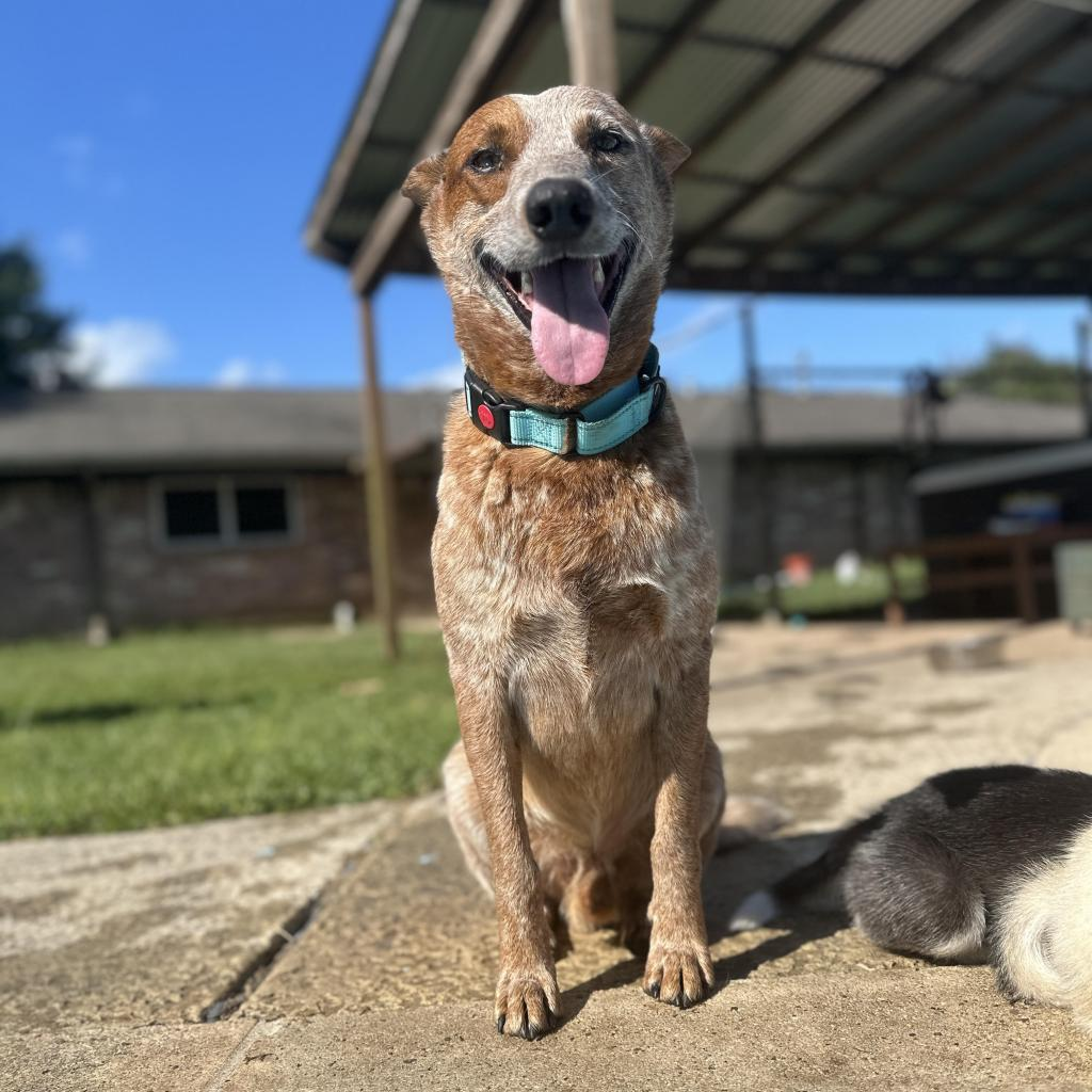 Adoptable Red Heeler Dogs | Chewy.com