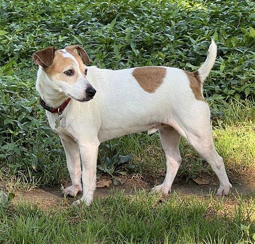 Adoptable Parson Russell Terrier Dogs | Chewy.com