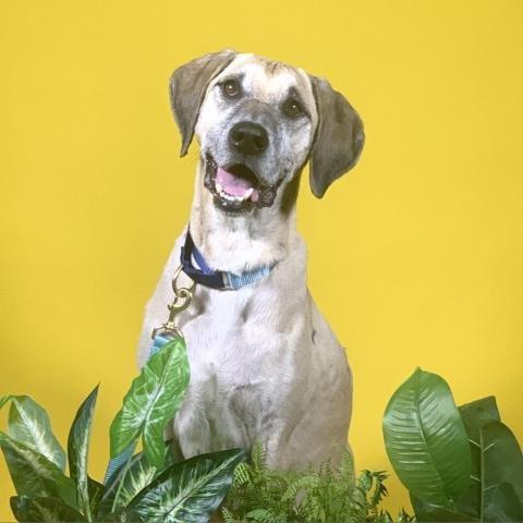 Adoptable Dogs & Puppies in Leander, TX | Chewy.com