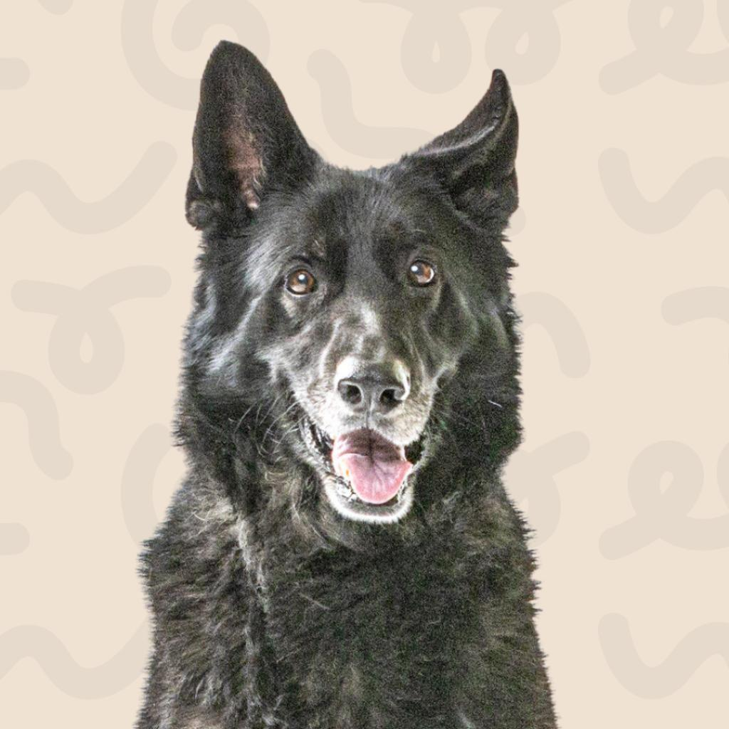 Adoptable Dogs & Puppies in Reno, NV | Chewy.com