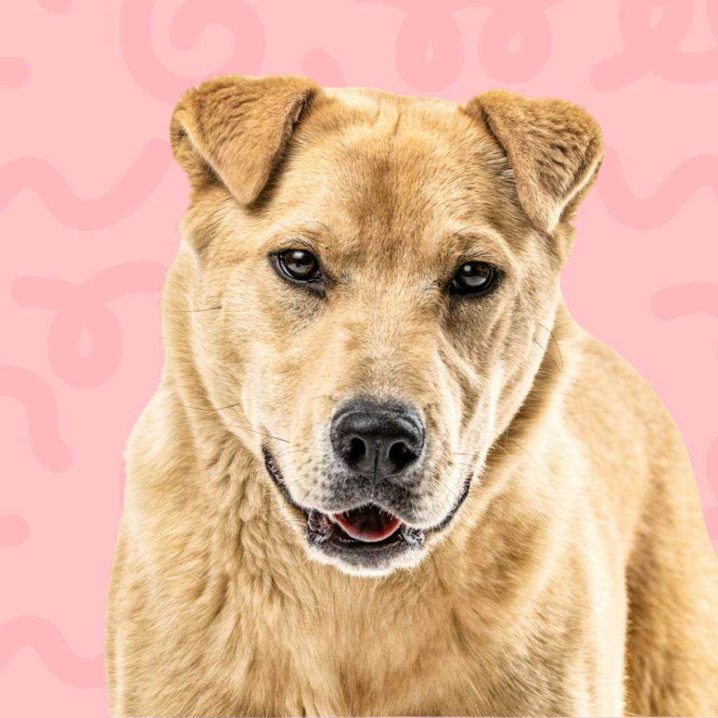Adoptable Carolina Dogs | Chewy.com