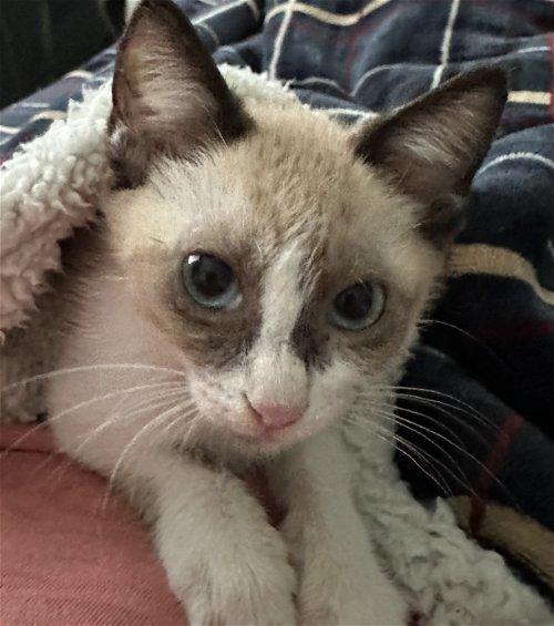 Adoptable Snowshoe Cats | Chewy.com