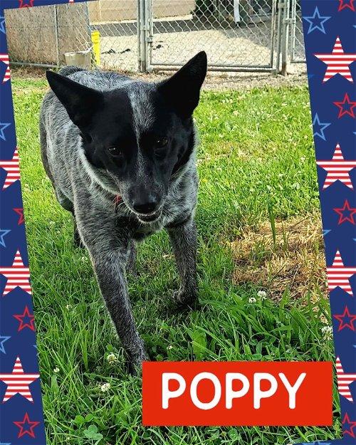 Adoptable Dogs & Puppies in Toledo, OH | Chewy.com