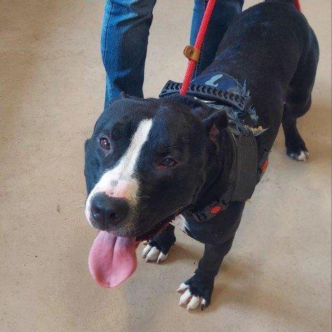 Adoptable Dogs & Puppies in Rochester, NY | Chewy.com