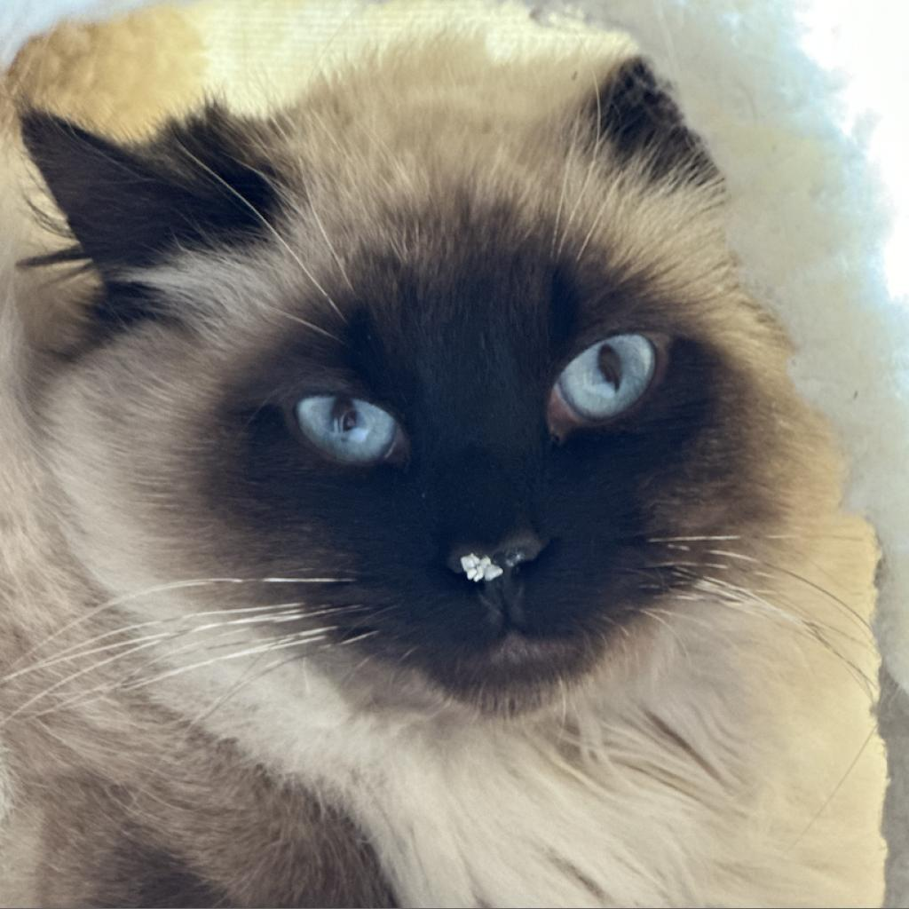 Adoptable Himalayan Cats | Chewy.com