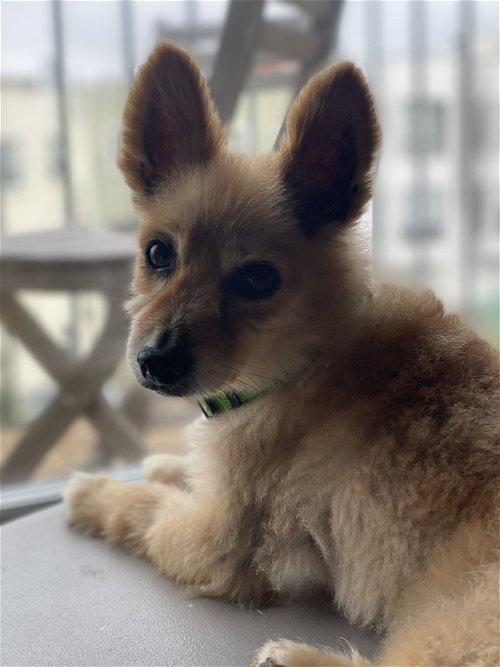 Adoptable Pomeranian Dogs | Chewy.com