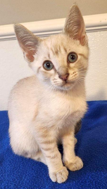 Colorpoint Shorthair Kittens