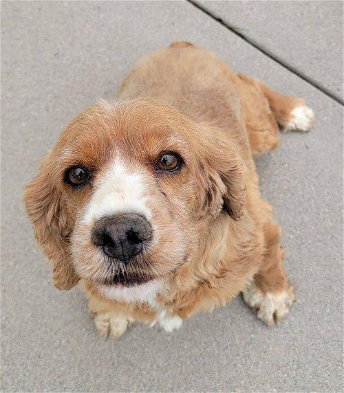 Adoptable Dogs & Puppies in Colorado Springs, CO | Chewy.com