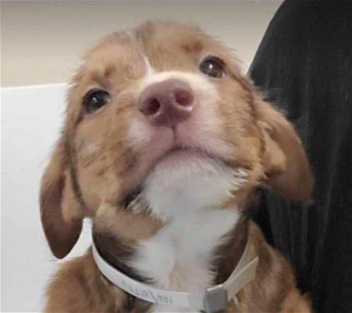 Adoptable Dogs & Puppies in Colorado Springs, CO | Chewy.com