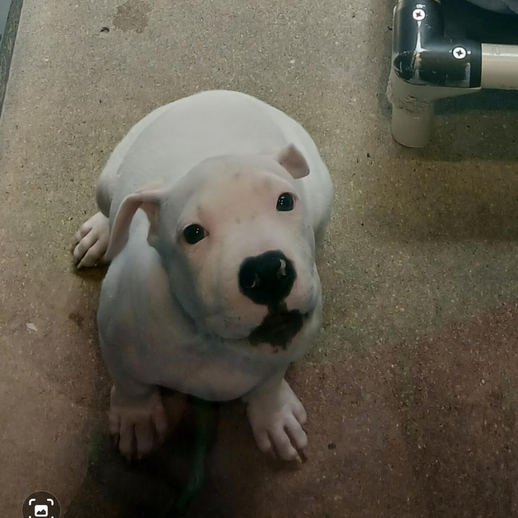 Adoptable Dogs & Puppies in Philadelphia, PA | Chewy.com